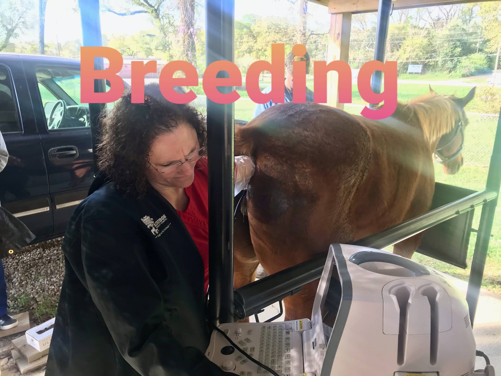 Mare Artificial Insemination - Audubon Veterinary Hospital